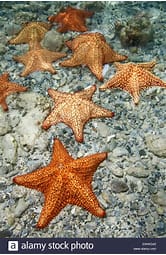 Diving into Starfish Kingdom